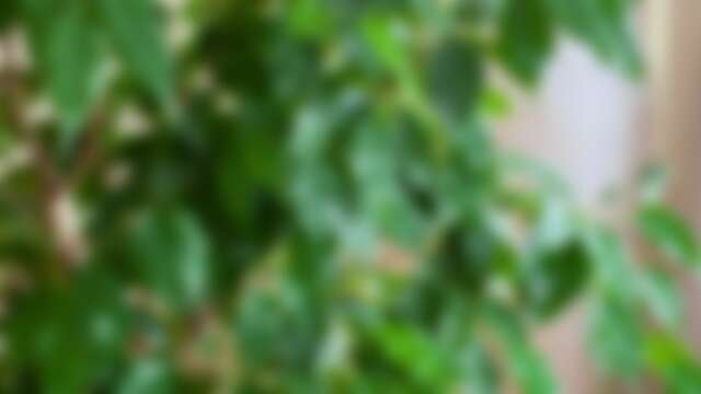 Treurvijg | SproutCloud