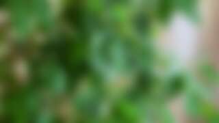 Treurvijg | SproutCloud